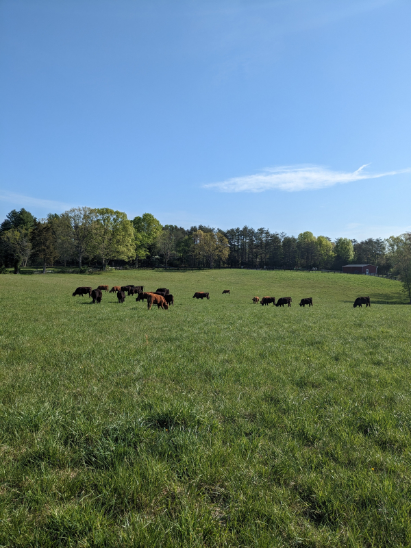 Living Pastures Farm